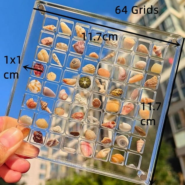 Magnetic Acrylic Display Box for Seashell & Nautical Collections, Mini ...