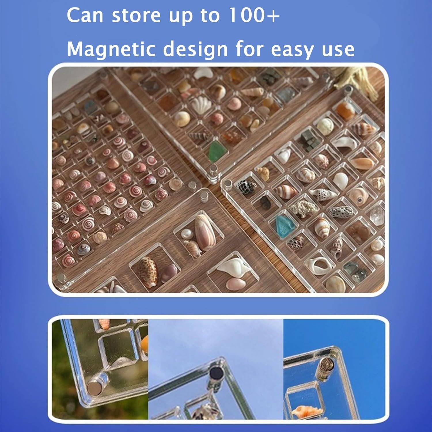 Acrylic Magnetic Seashell Display Box, Seashell Storage Box Display ...