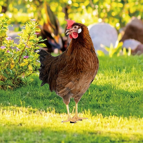 Acrylic Outdoor Chicken Yard Art Decoration - Double-Sided Ground ...