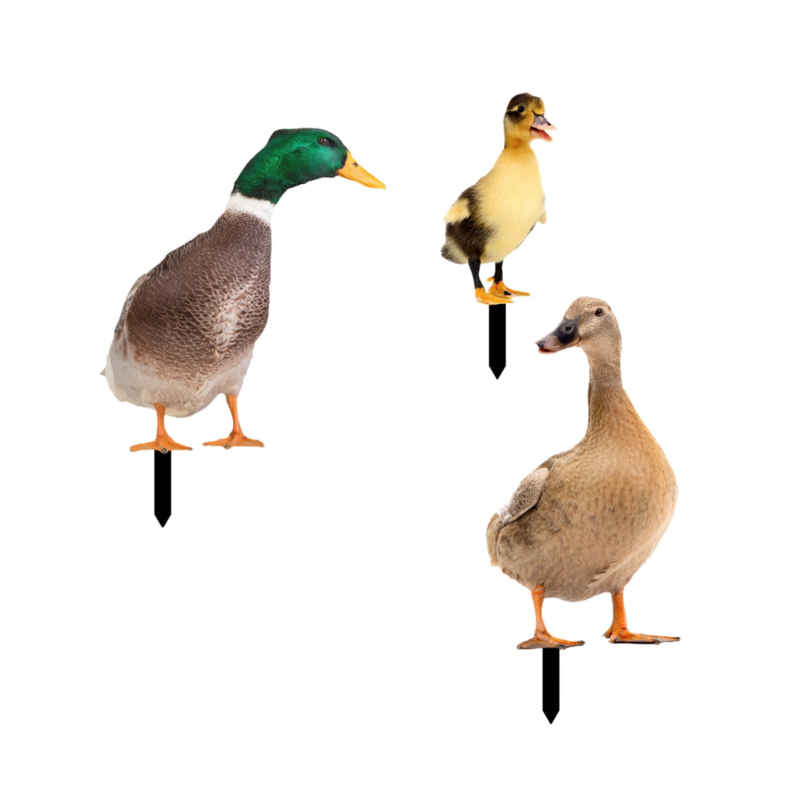 Acrylic Poultry Decoration Cards - Double - Sided Printed Duck Cards ...