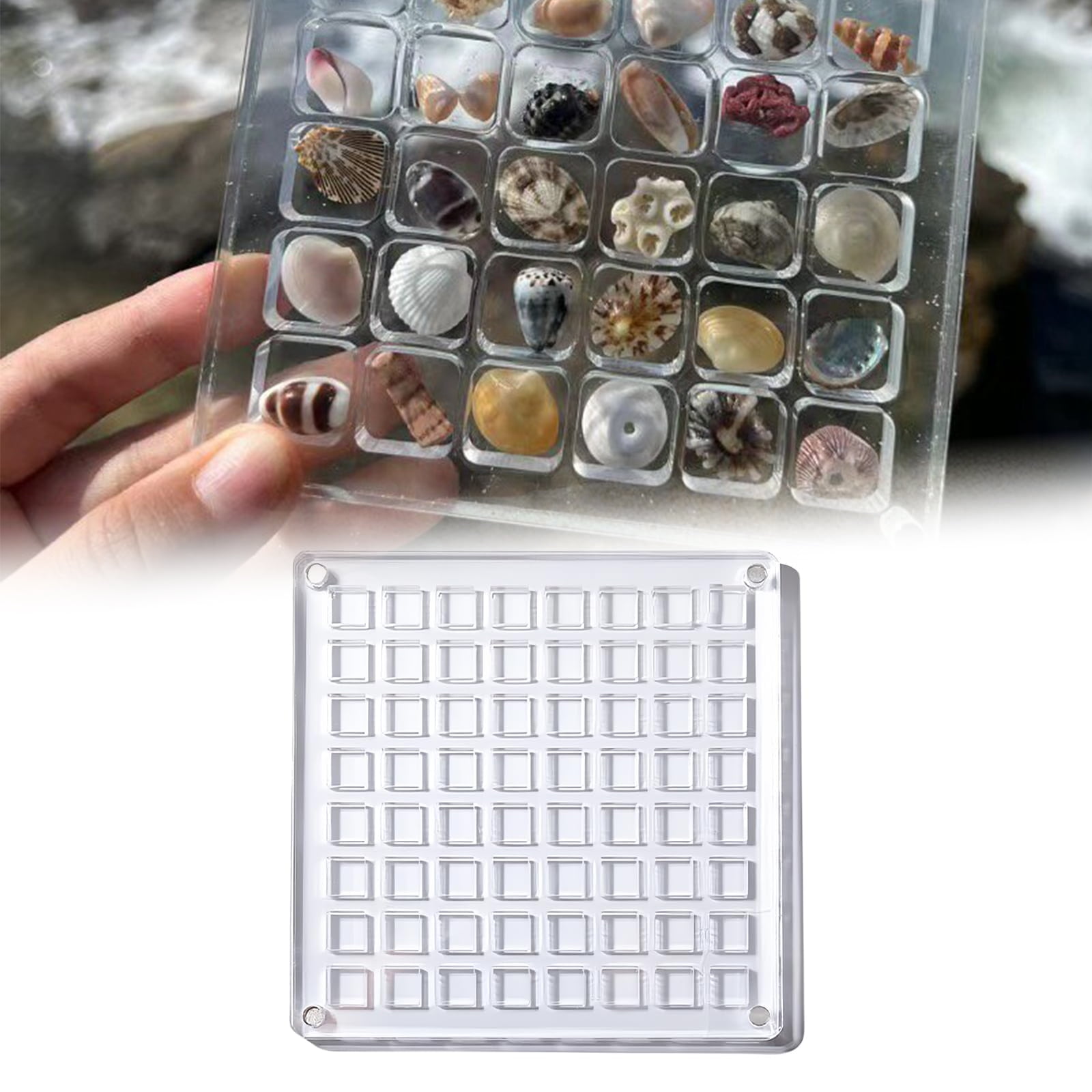 Acrylic Seashell Display Box,36/64/100 Grids Summer Beach Seashell ...