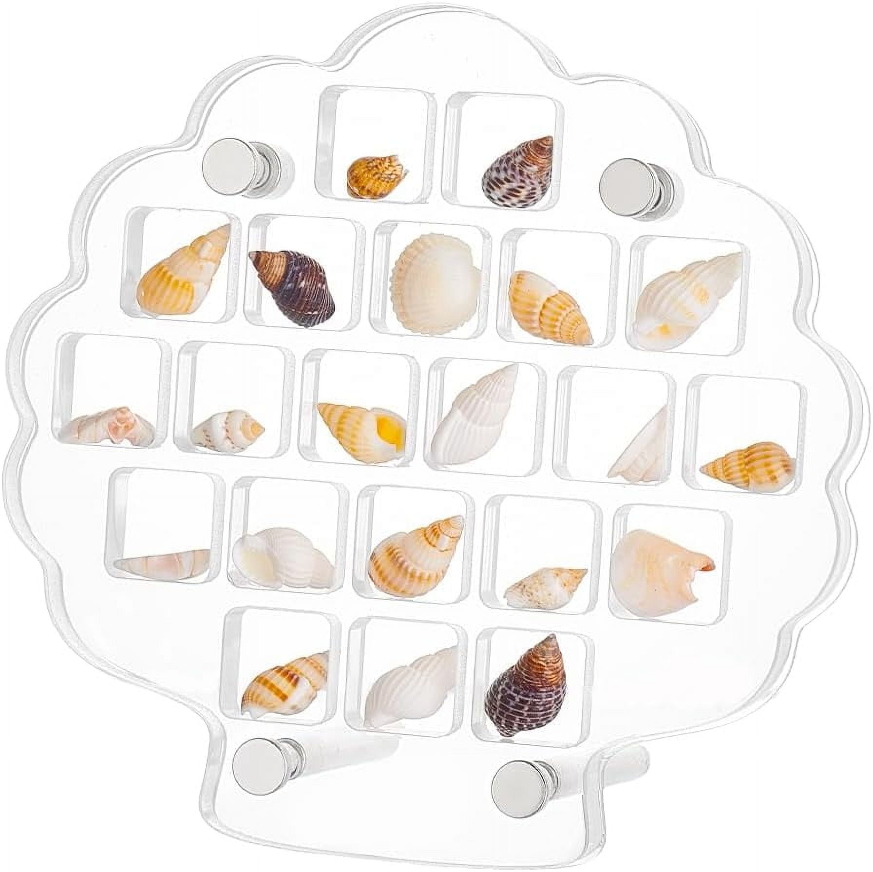 Acrylic Seashell Display Box Seashell Shaped Storage Box Clear Seashell ...