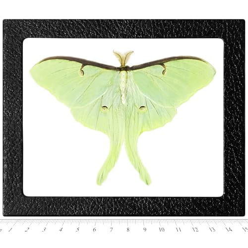 Actias luna green saturn moth USA (Framed Resting Pose) - Walmart.com