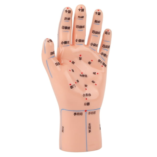 Acupuncture Hand Model Accurate Acupoint Teaching Hand Model for ...