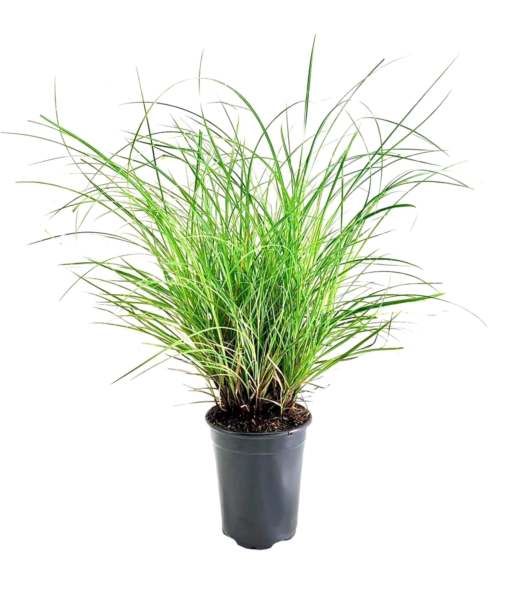 Adagio Maiden Grass 1 Live Quart Sized Plant Miscanthus Sinensis Fast Growing Cold Hardy ...