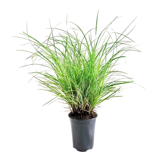 Adagio Maiden Grass 3 Live Quart Sized Plants Miscanthus Sinensis Fast ...