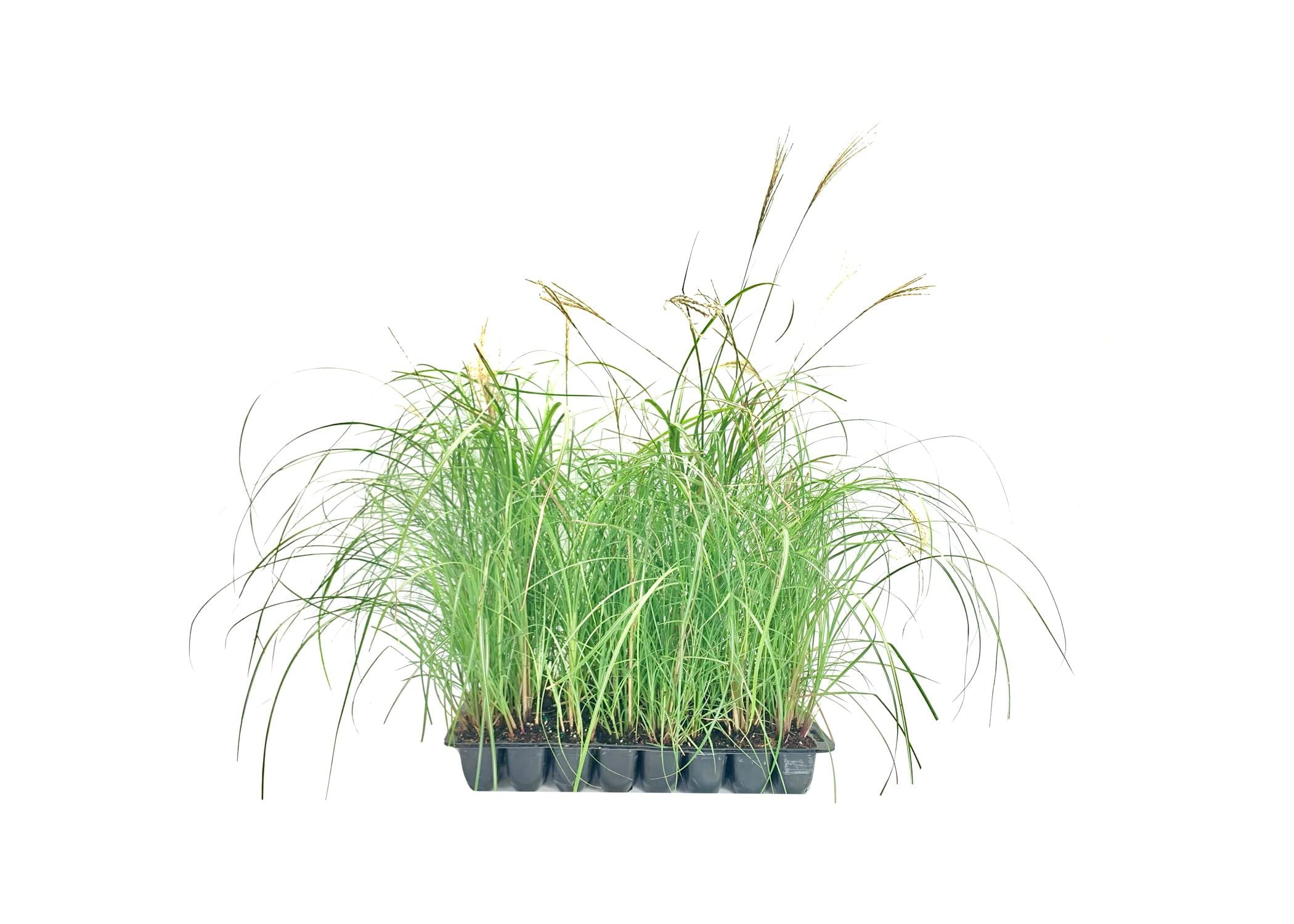 Adagio Maiden Grass 30 Live Plants Micanthus Sinensis Hardy Ornamental ...