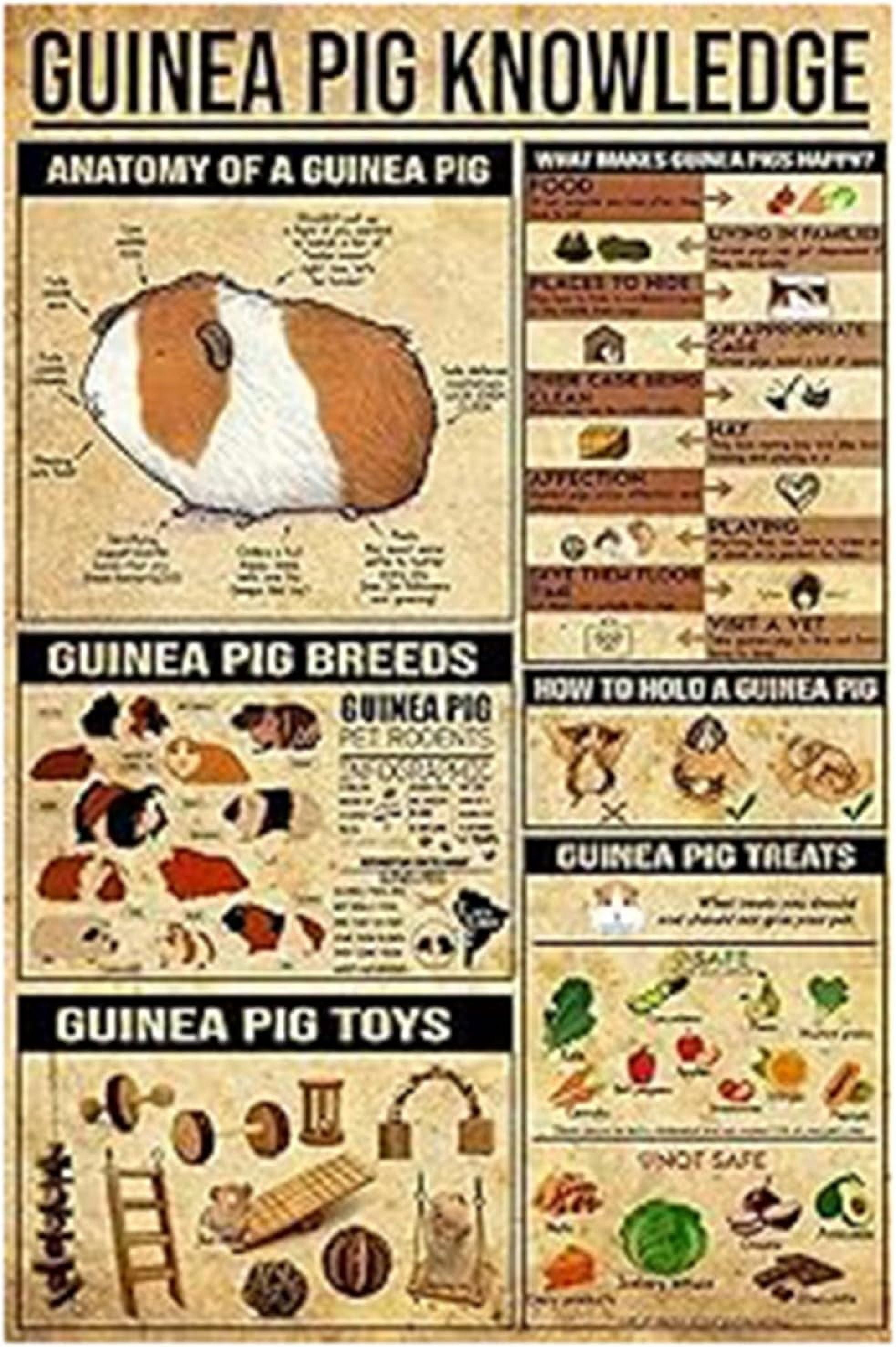 Adale (Size 30x40cm/12"x16") Metal Tin Signs Metal Sign Guinea Pig ...