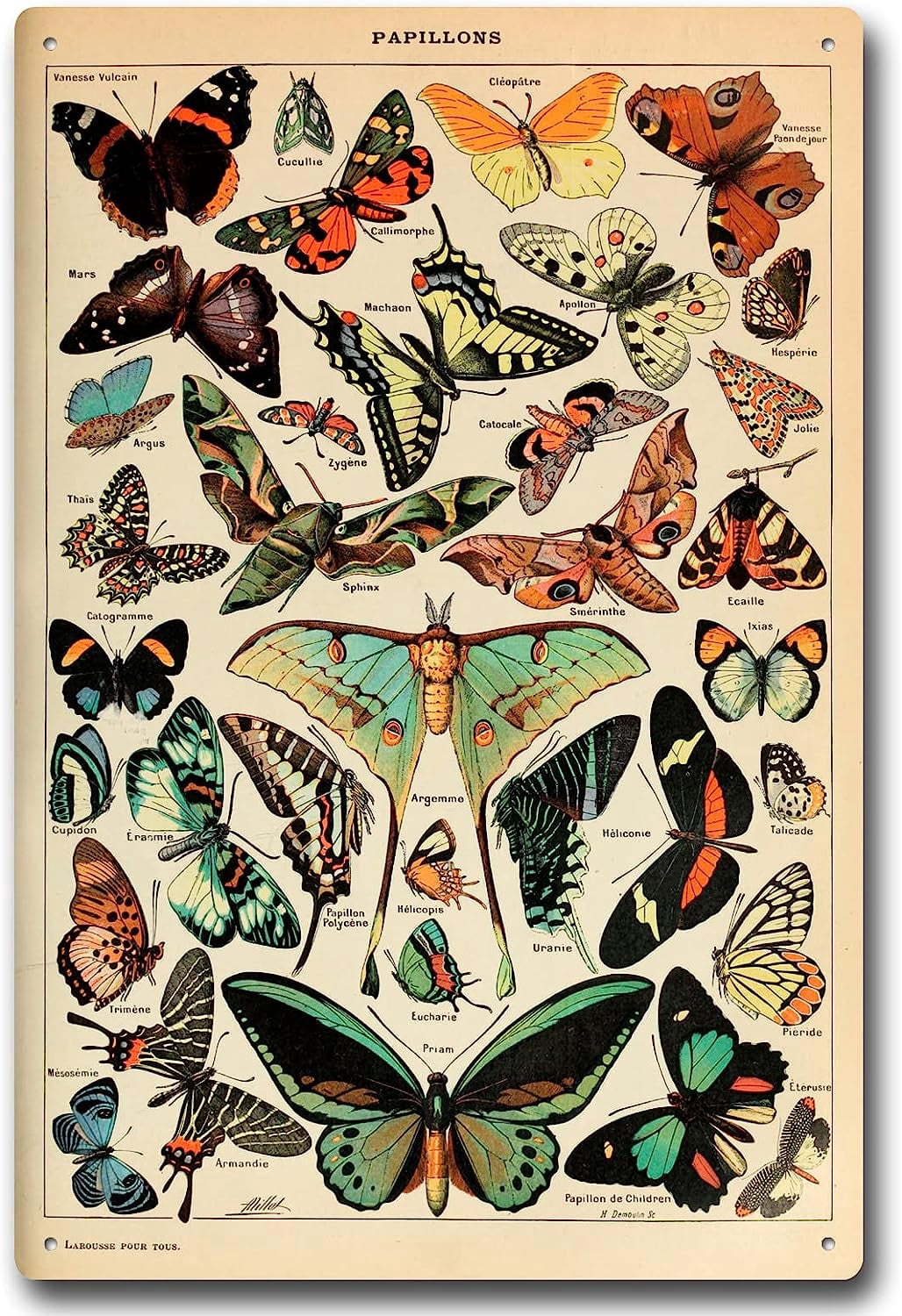Adale Vintage Butterflies Metal Sign Various Butterflies Science ...