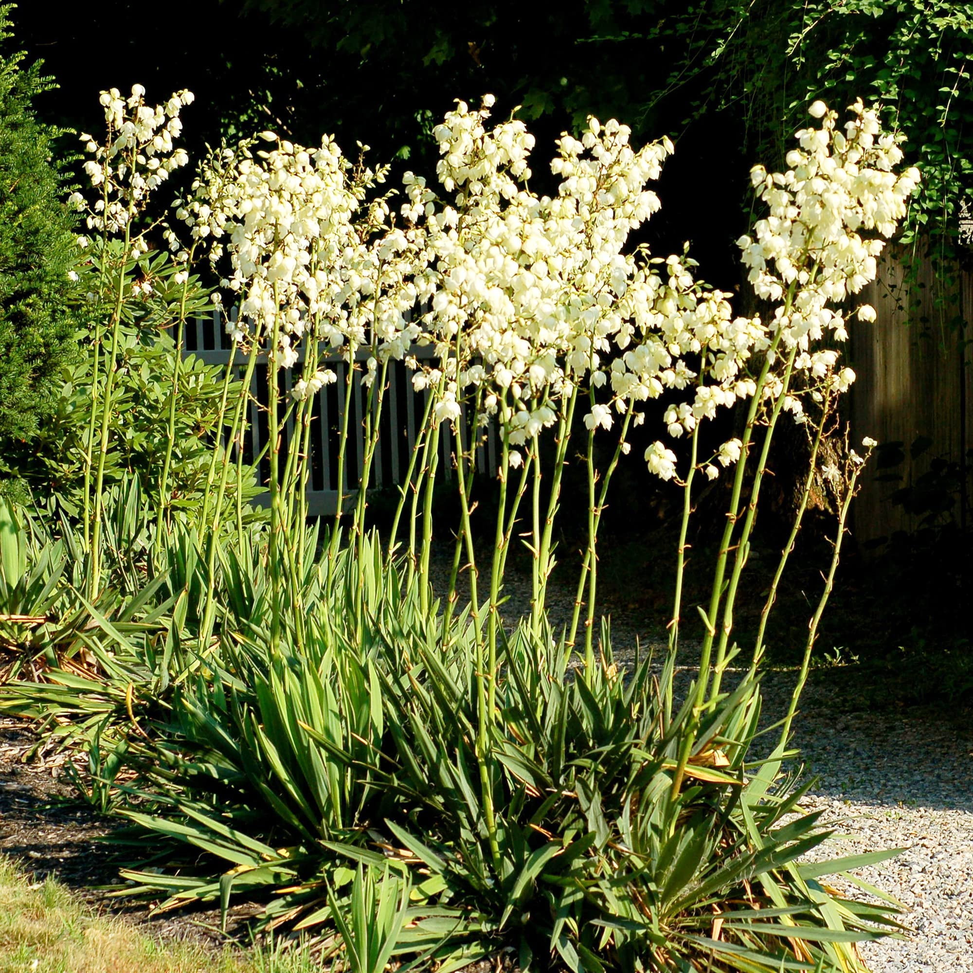 Adam's Needle SeedsITSC Yucca Filamentosa, Needle Palm Broadleaf ...