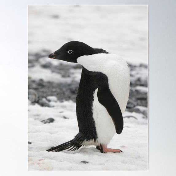 Adelie Penguin Poster Wall Art Modern Wall Decor For Living Room ...