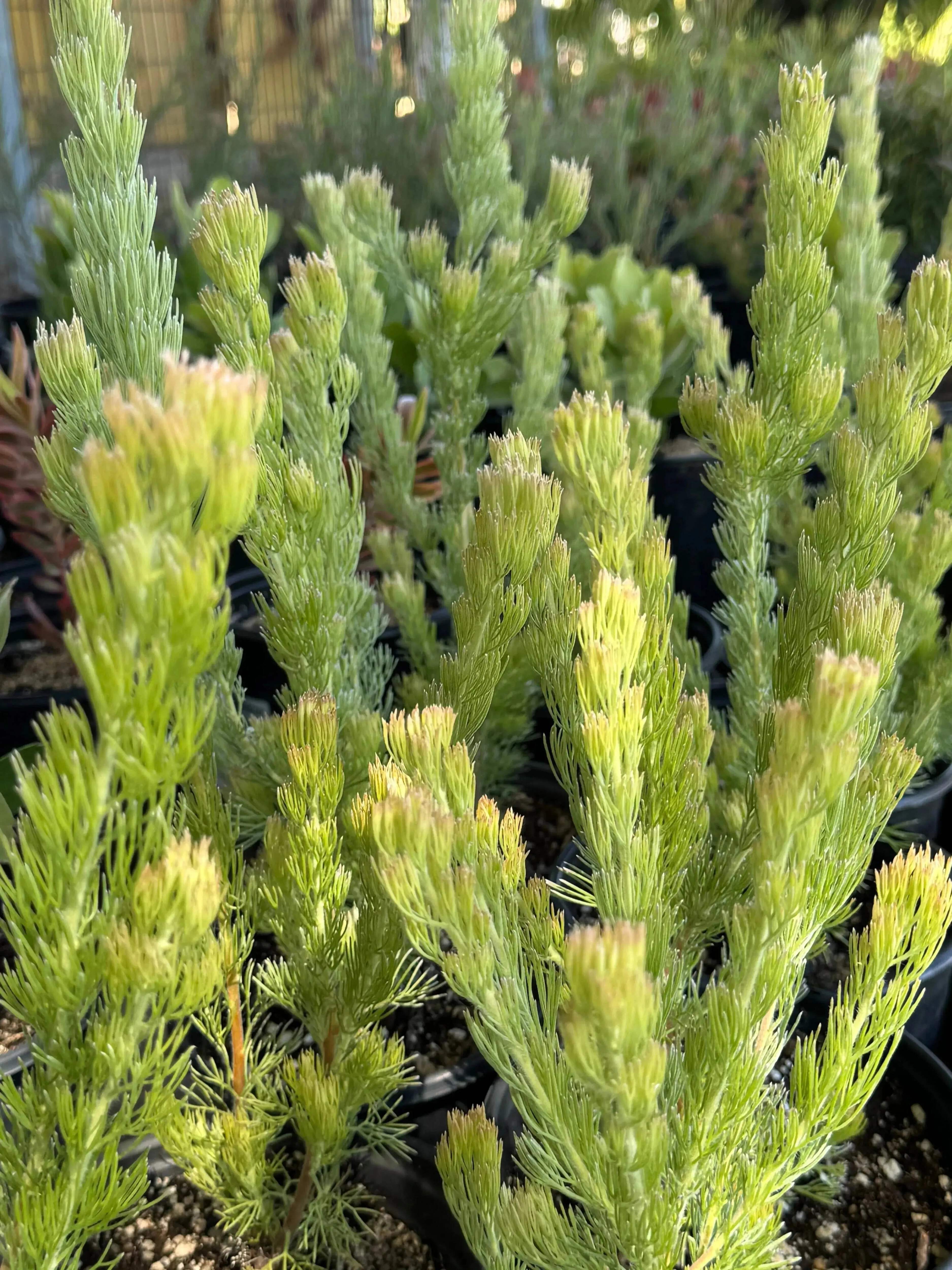 Adenanthos 'Woolly Bush' - Protea Elegance for Exotic Garden - Walmart.com