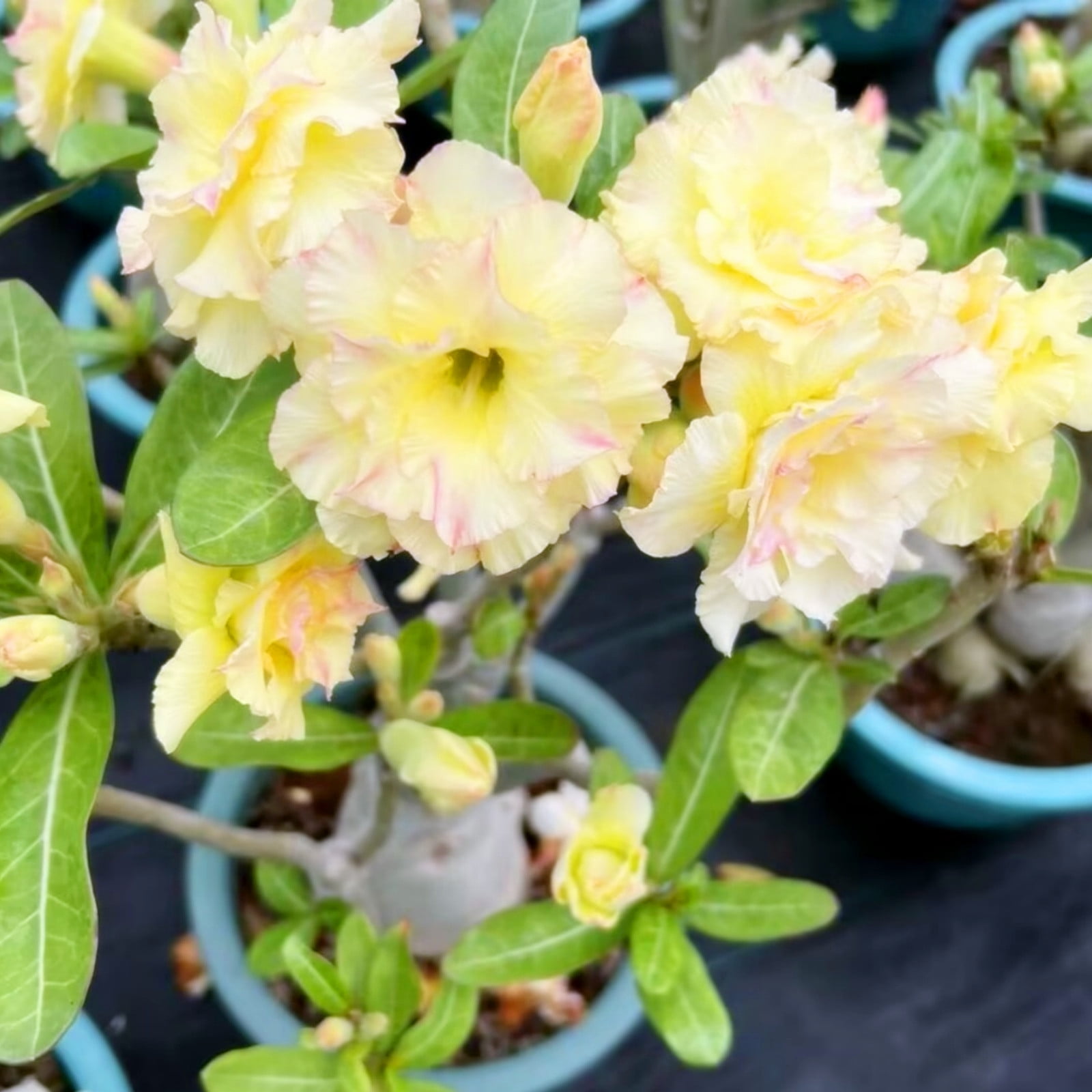 {Adenium Desert Rose-Bulbs - For Planting} - Garden Elegance Decoration ...