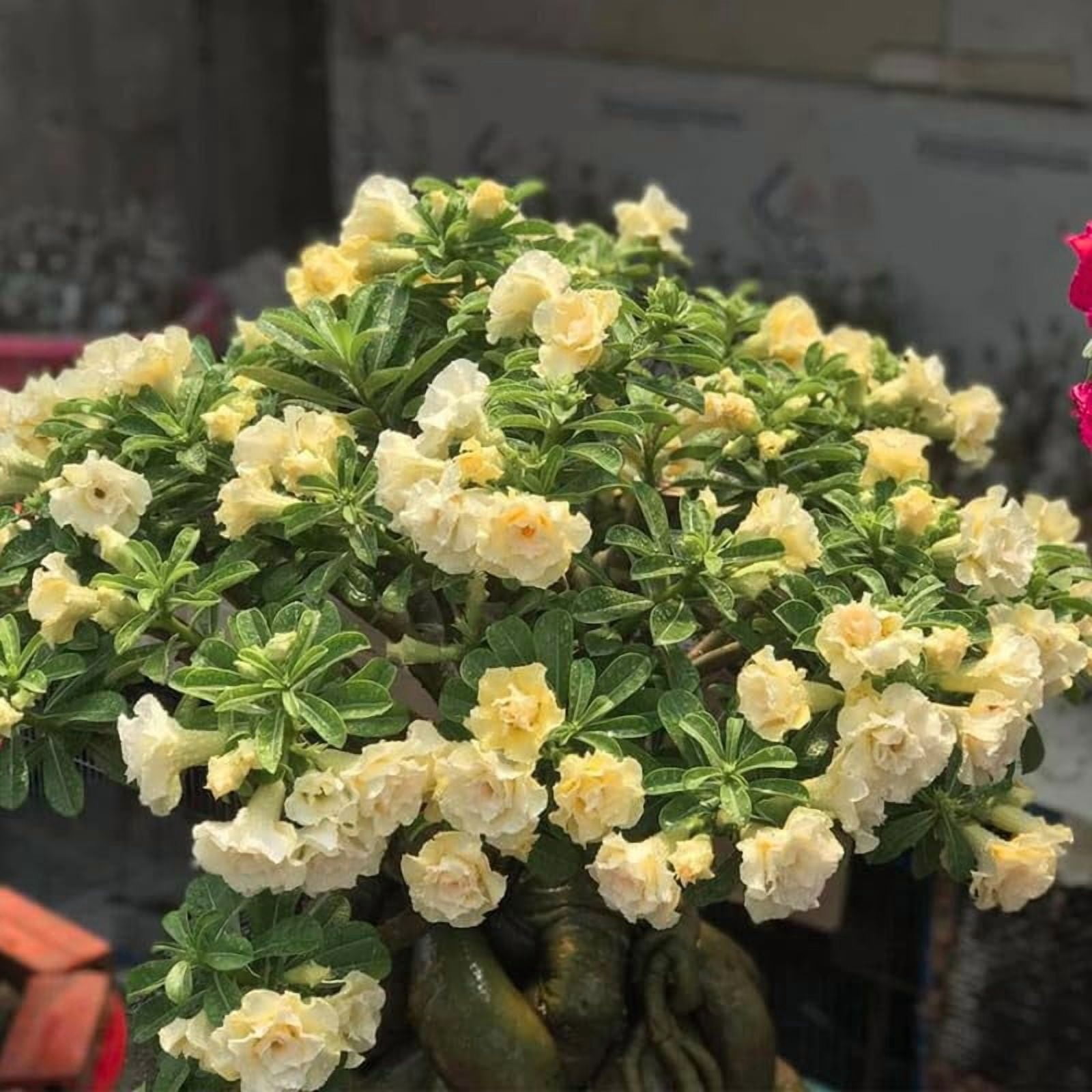 Adenium Desert Rose Plant Live, Desert Rose Live Plant, Succulent ...