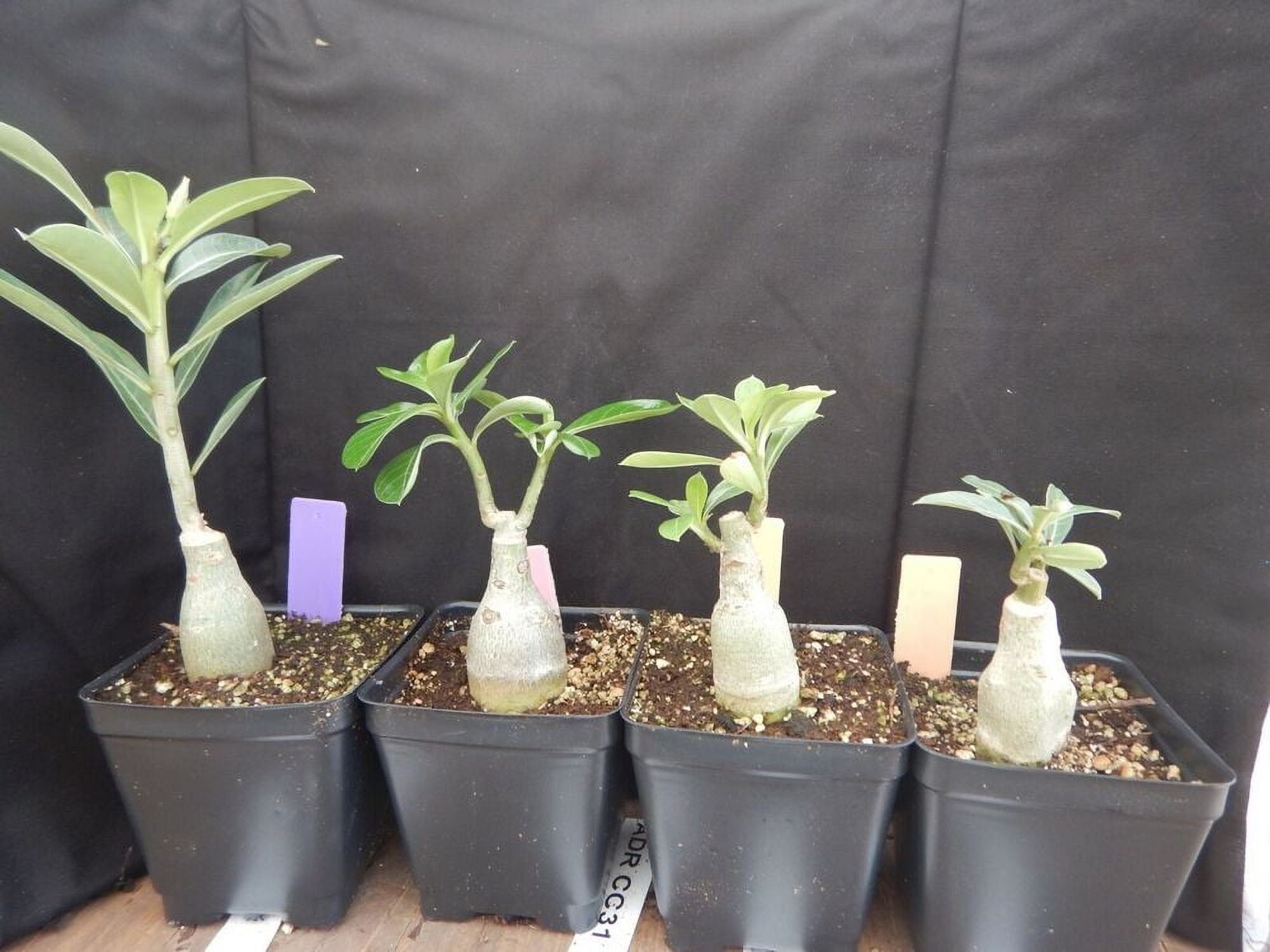 Adenium Obesum Grafted Plant "YELLOW FANTASY" Desert Rose Plant *USA ...