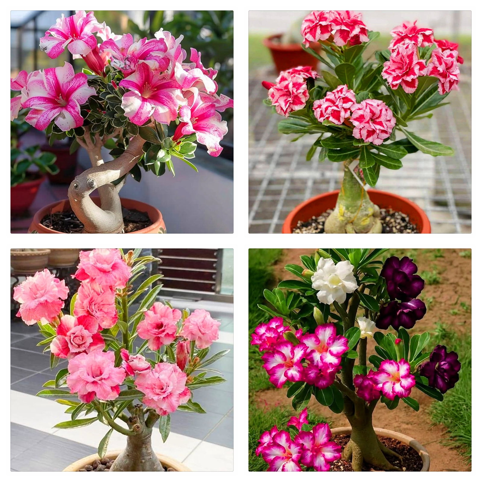 Adenium Obesum for Planting-(Non-Artificial)-Simple to Cultivate Fast ...