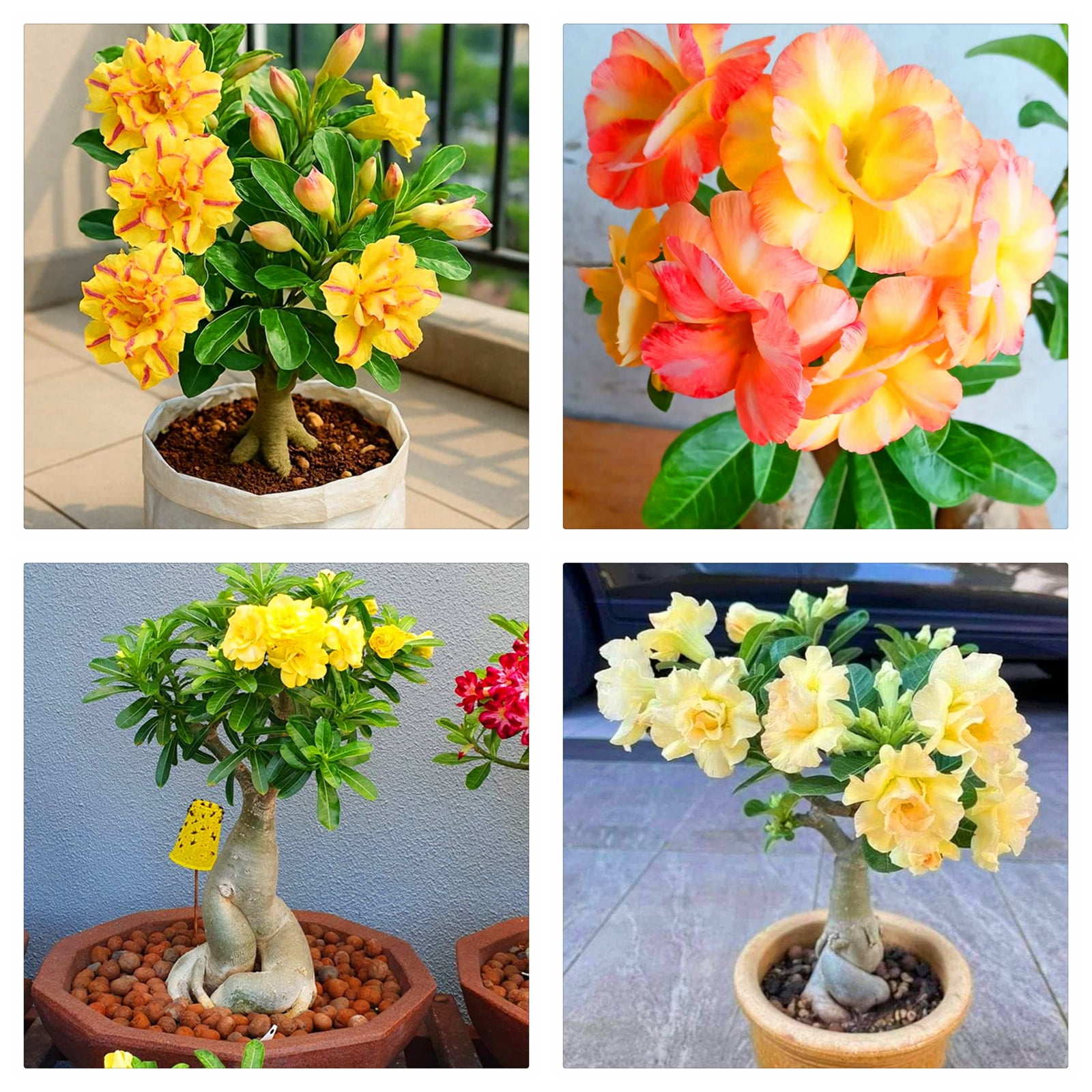 Adenium Obesum for Planting-(Non-Artificial)-Simple to Cultivate Fast ...