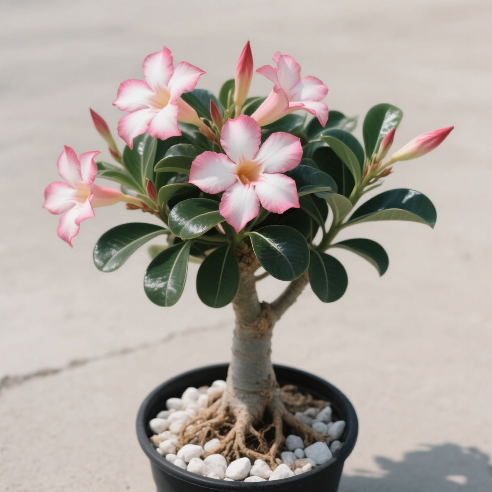 (Adenium obesum)Desert rose-Balcony/Garden Ornament - Walmart.com