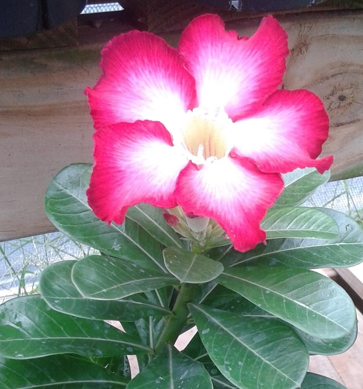 Adenium obesum, Red Picotee Desert Rose Starter Plant - Walmart.com