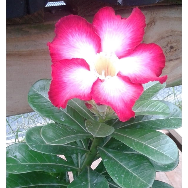 Adenium obesum, Red Picotee Desert Rose Starter Plant - Walmart.com