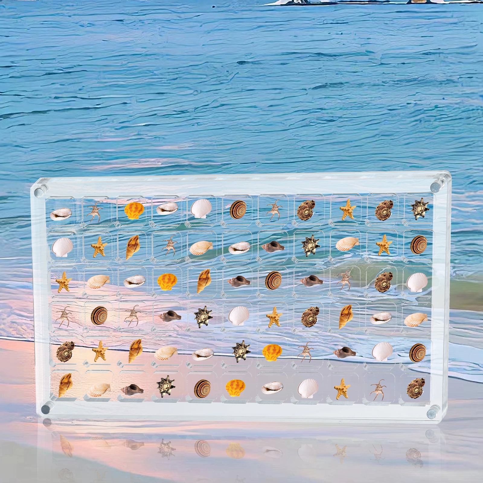 Adifare Acrylic Magnetic Seashell Display Box Clear Seashell Storage ...