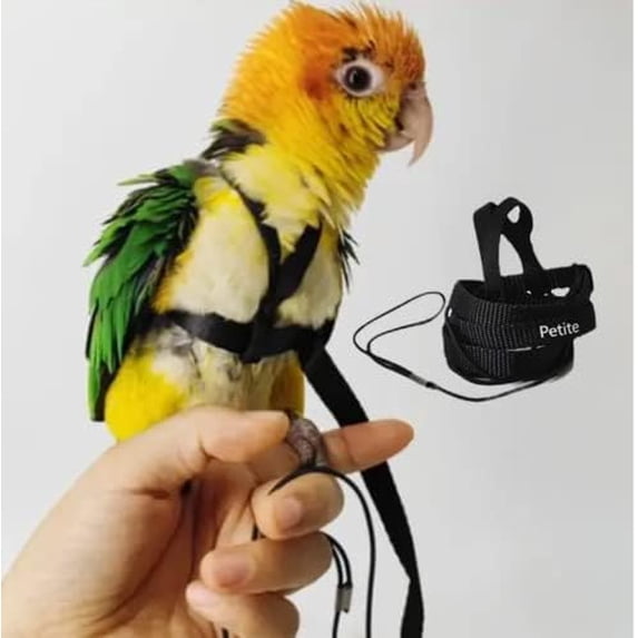 Adjustable Bird Harness with 78.7 Inch Leash, Outdoor Flying Training ...