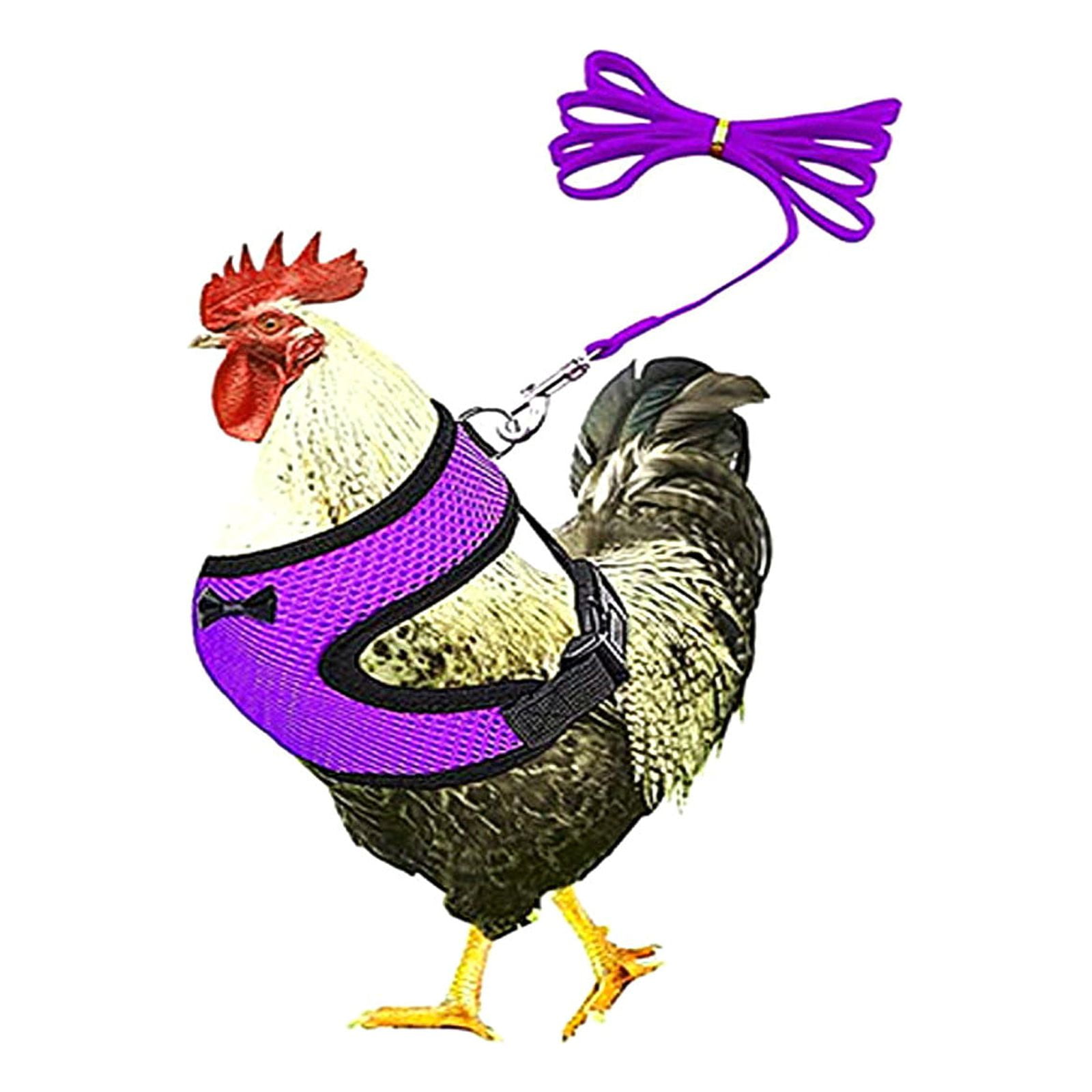 Adjustable Chicken Harness and Leash Set Spring Summer Comfortable ...