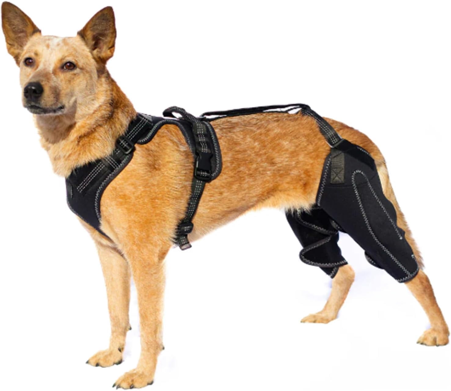 Adjustable Dog Leg Brace for Hind Leg, Non-Slip Knee Support for ACL ...
