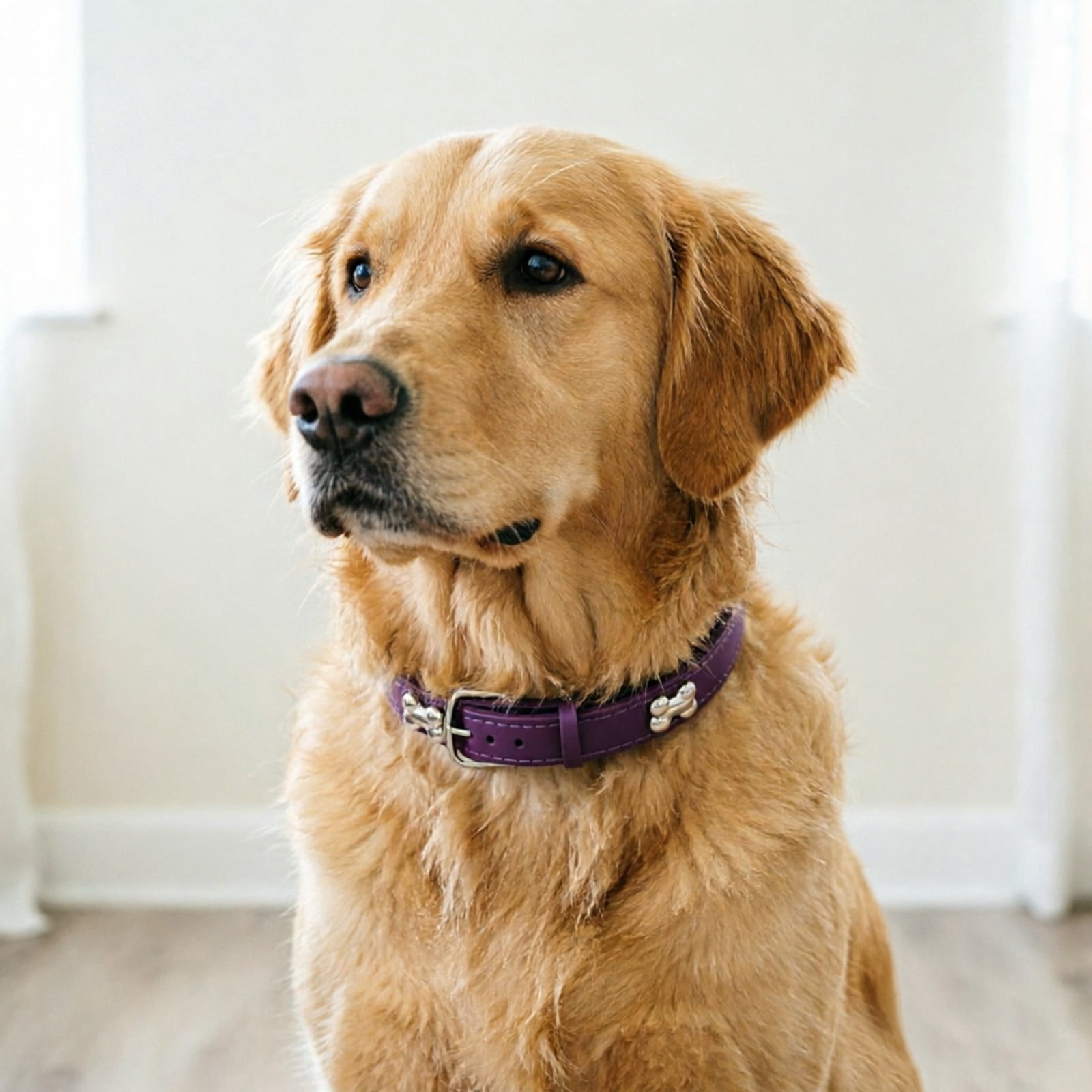 Adjustable Leather Dog Collar Comfortable Pet Ring for Small Medium ...