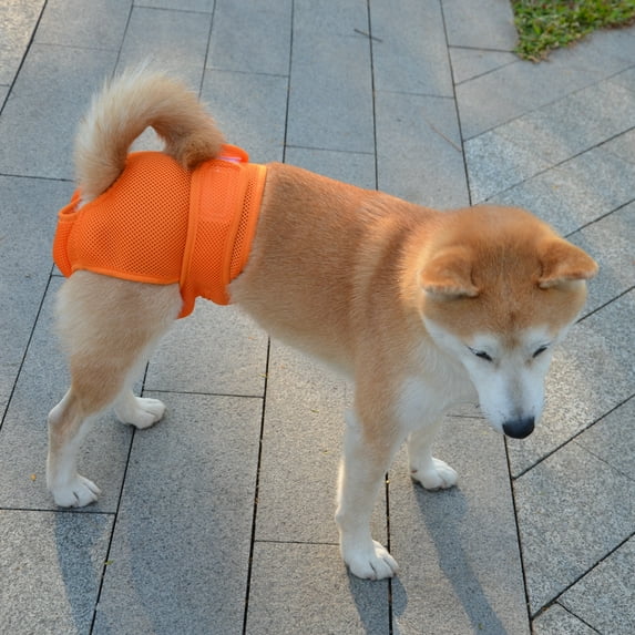 Adjustable Female Dog Diaper Pants, Reusable Dog Period Underwear Pet ...