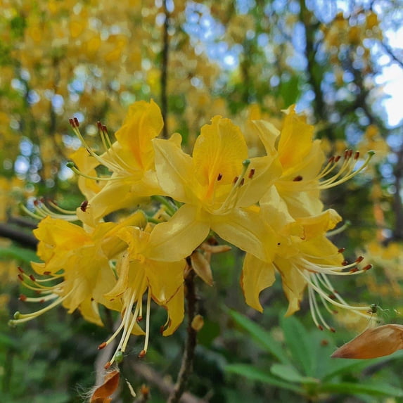 Admiral Semmes Native Azalea - Rhododendron 'Admiral Semmes' - Walmart.com