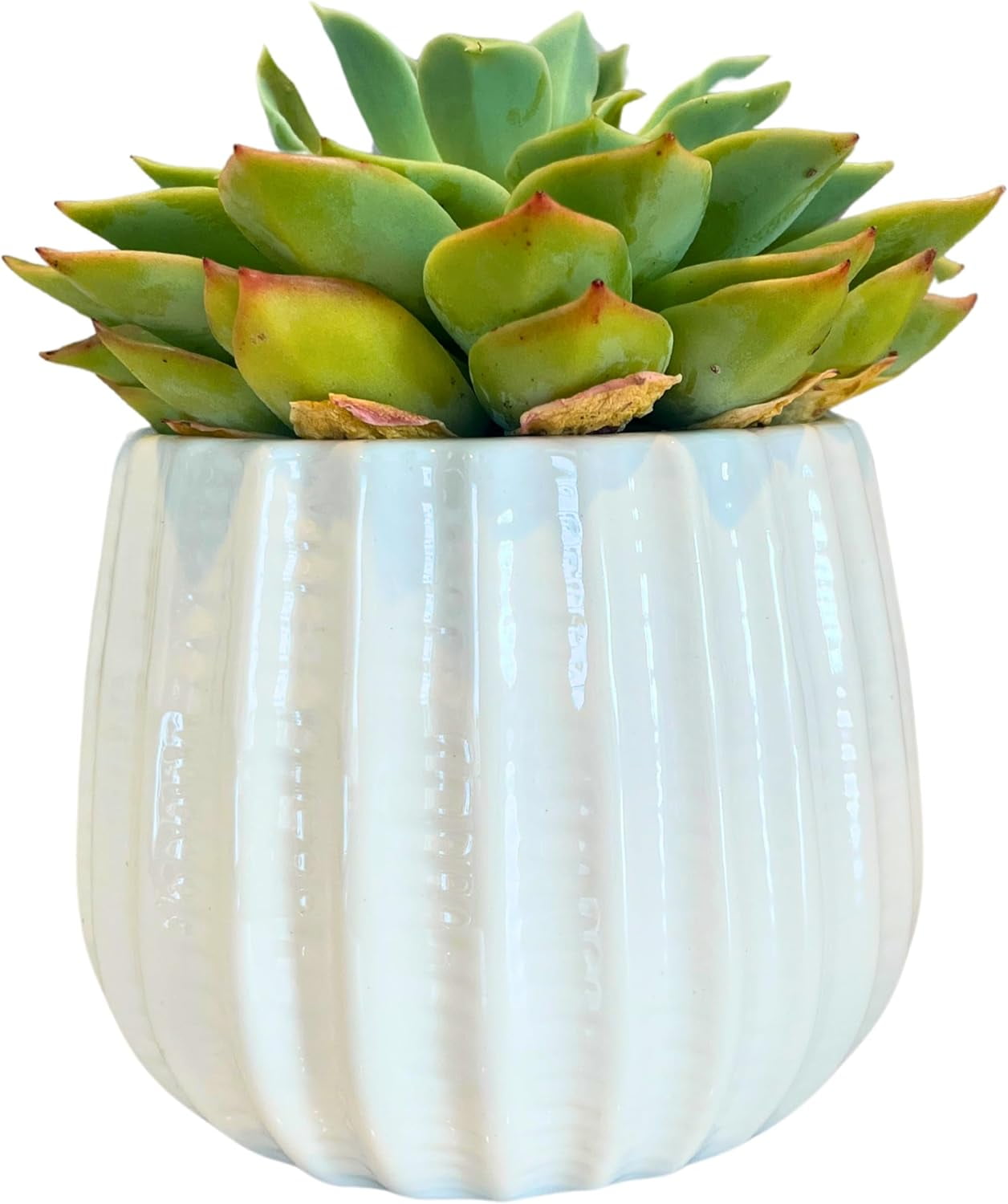 Admired By Nature 4" Ceramic Flower Planter, Ceramic Pot Planter ...