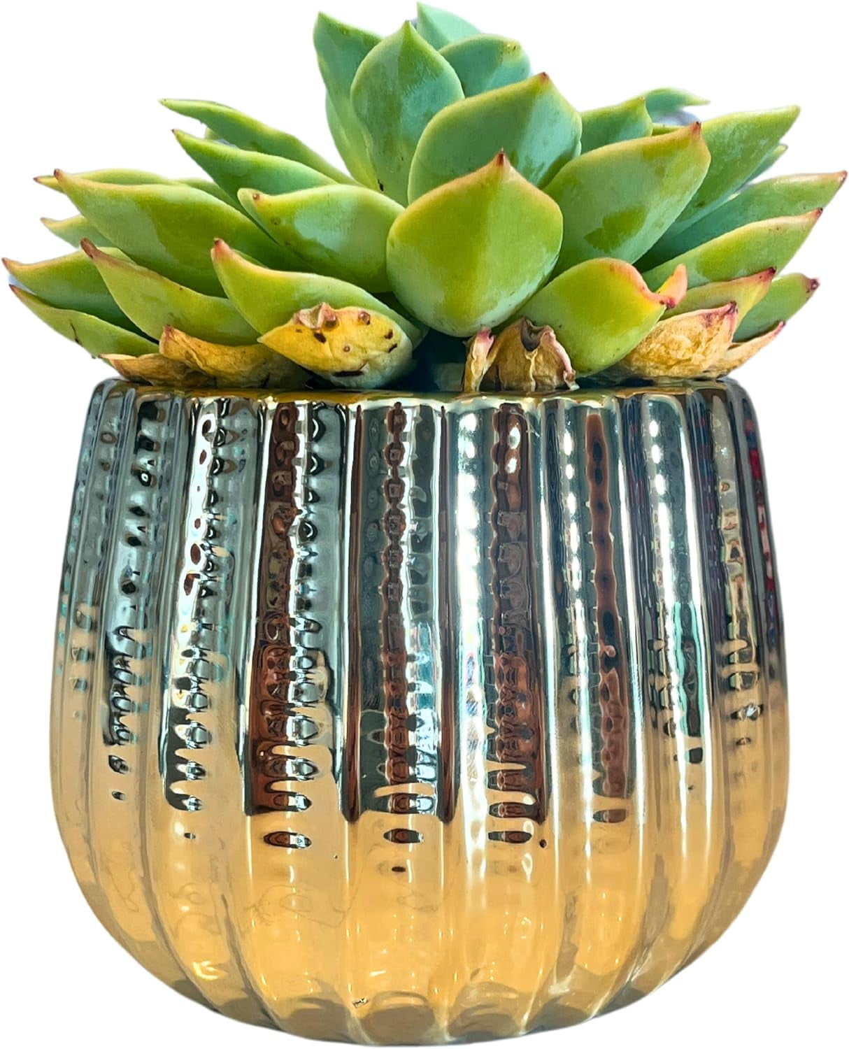 Admired By Nature 4" Ceramic Flower Planter, Ceramic Pot Planter ...