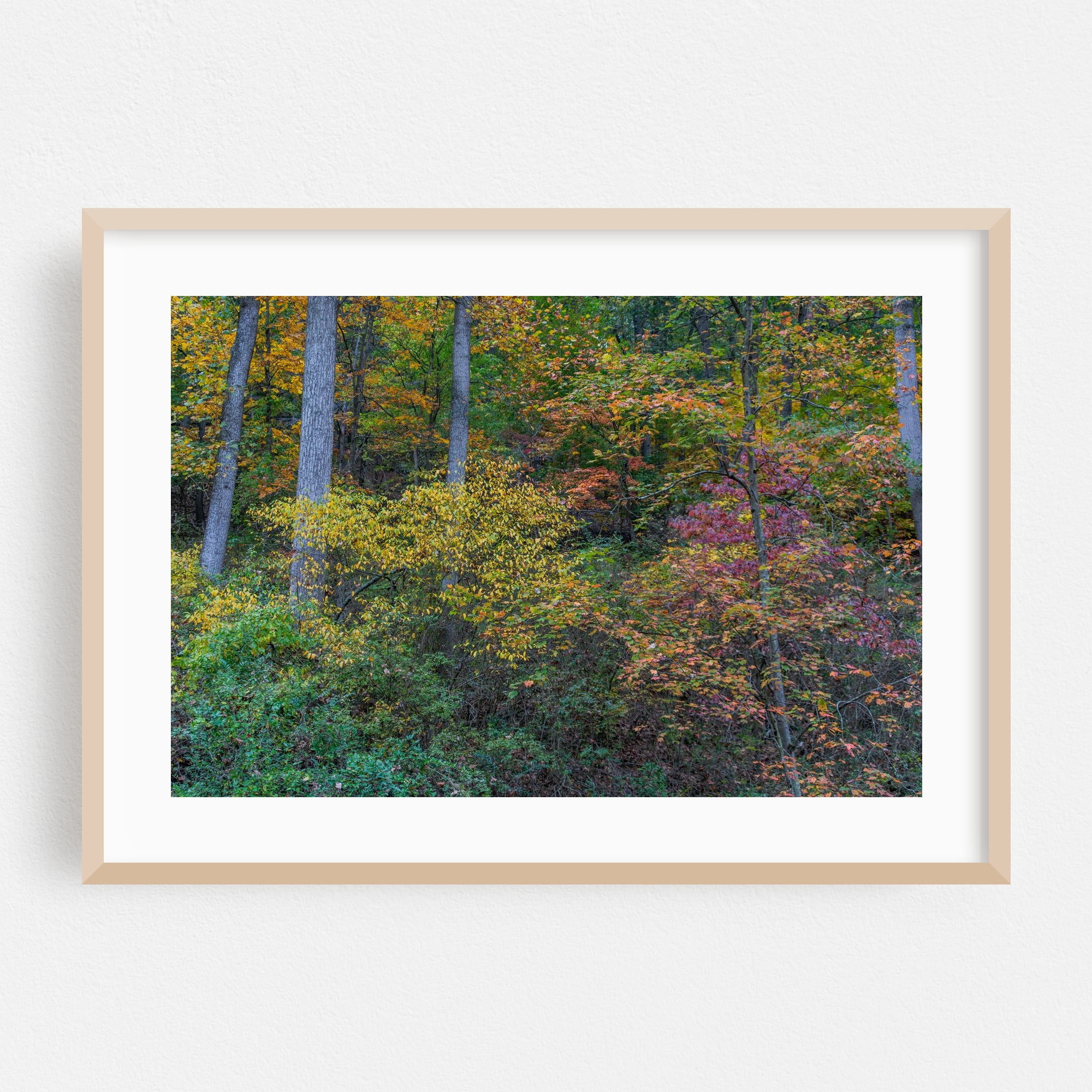 Admiring the Early Autumn Colors - York Pennsylvania Photography Autumn ...
