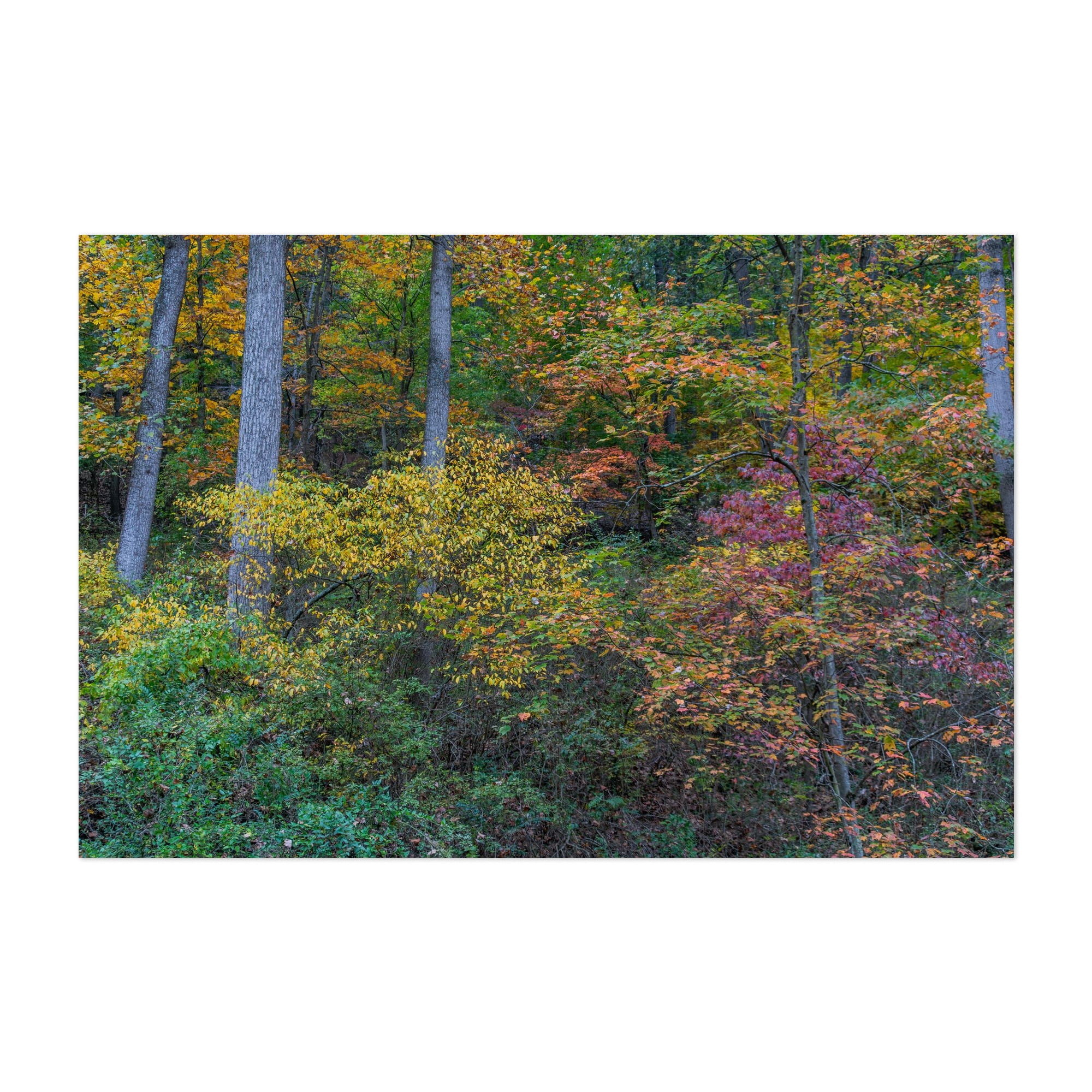 Admiring the Early Autumn Colors - York Pennsylvania Photography Autumn Forest Nature Woodland ...