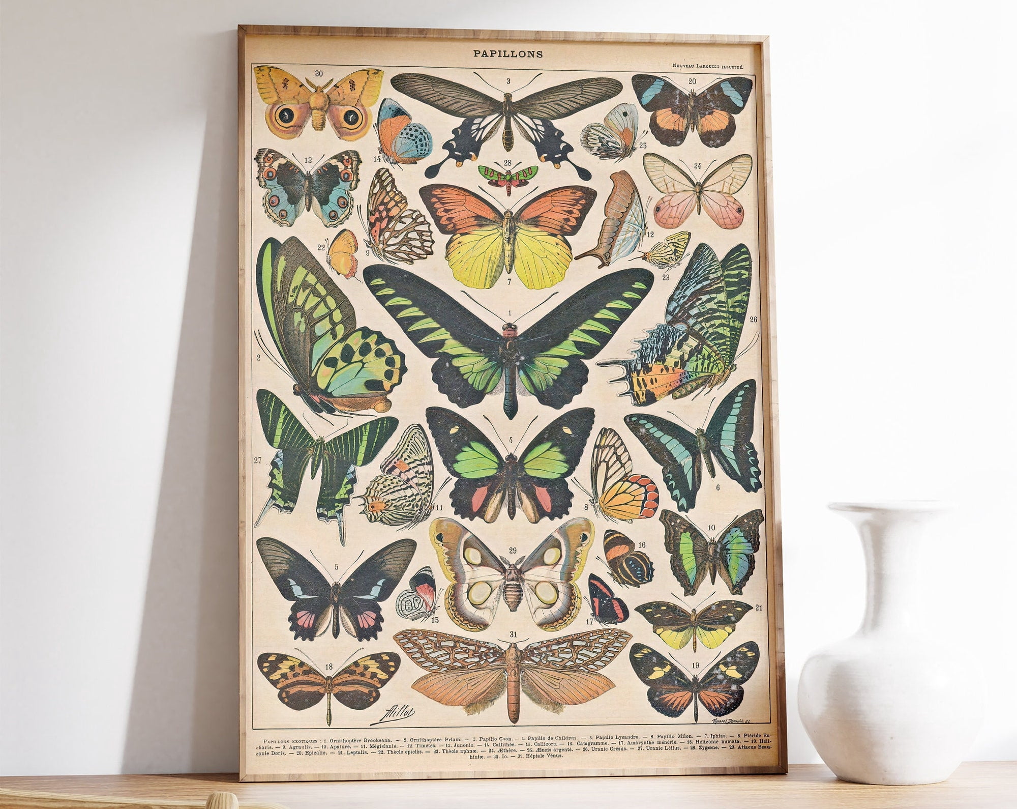 Adolphe Milliot Butterfly Poster Papillons Butterflies Wildlife Nature ...