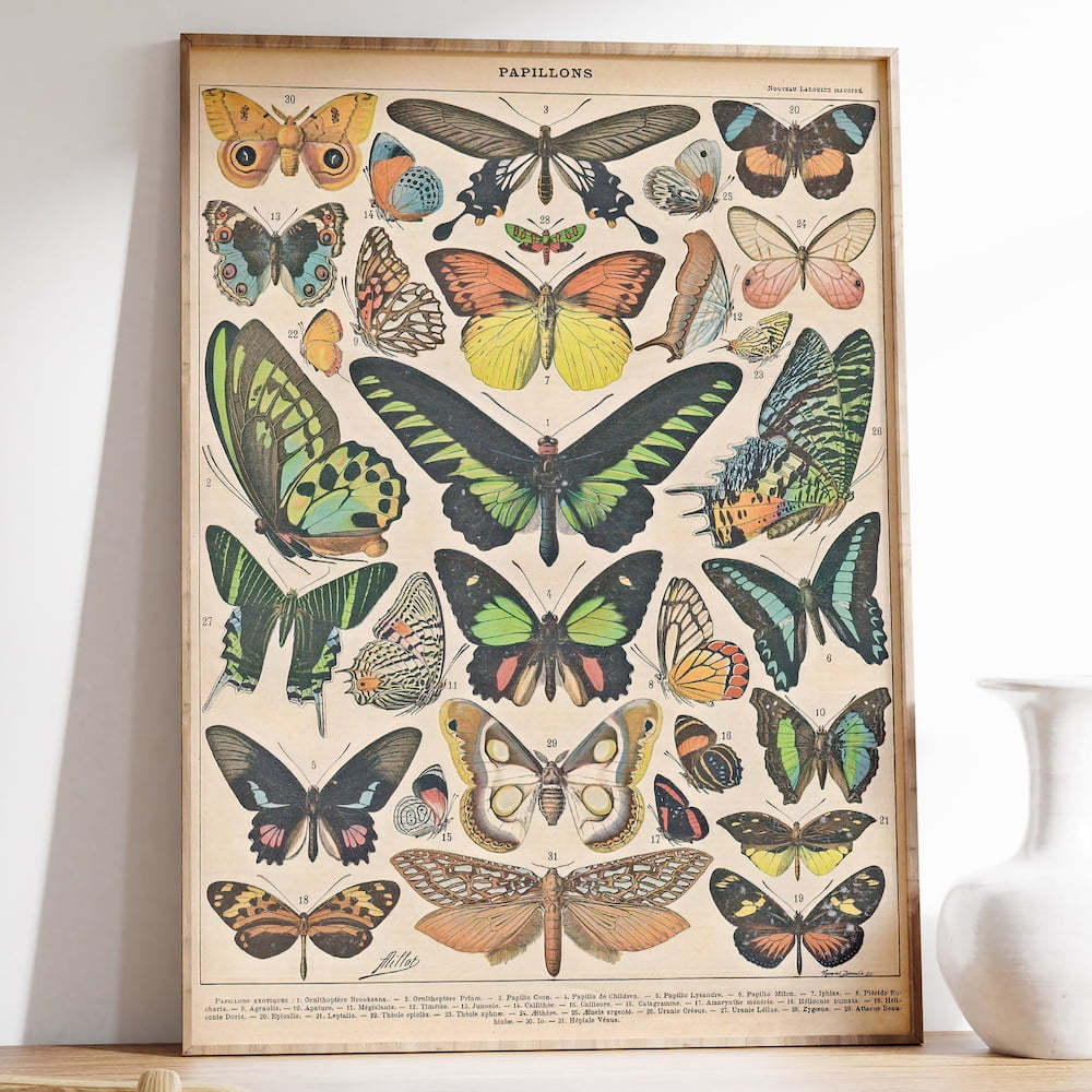 Adolphe Milliot Vintage Butterfly Poster, Papillons Butterflies ...