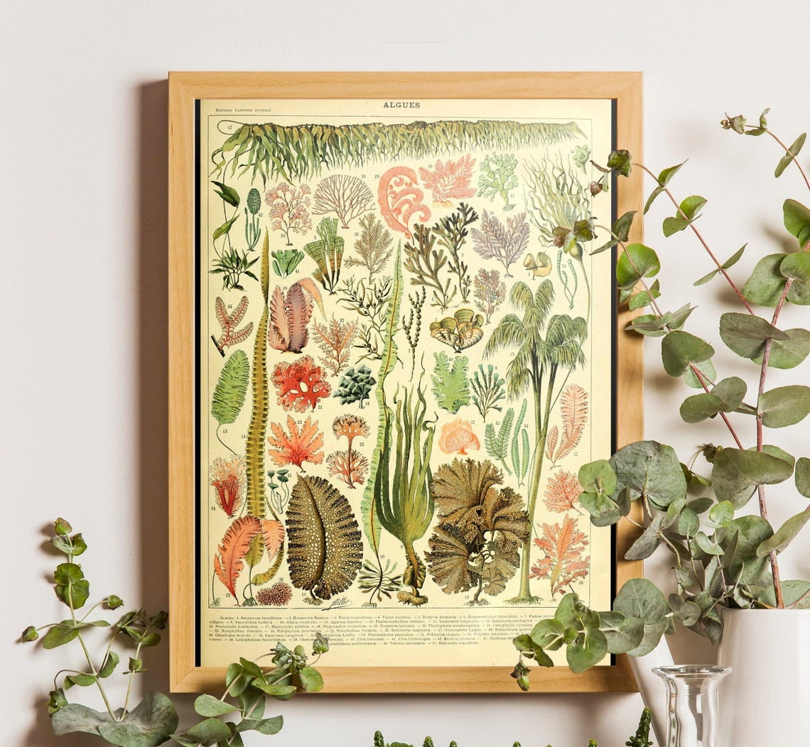Adolphe Millot Algae Poster, Vintage Seaweed Poster, Unframed Canvas ...
