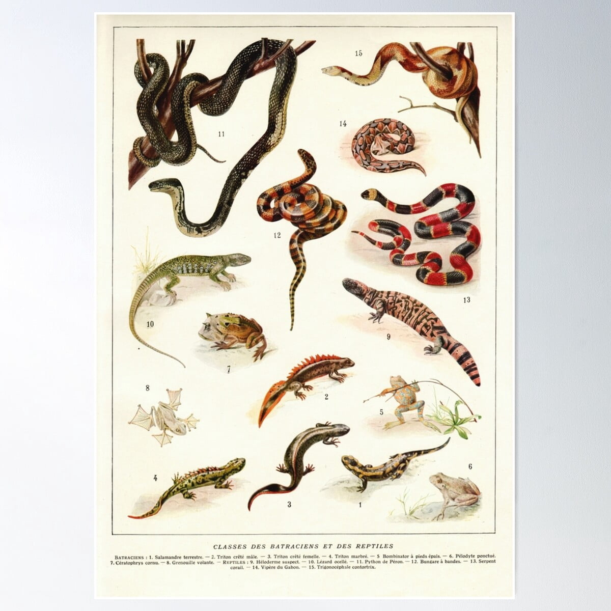 Adolphe Millot - Batraciens Et Reptiles - French Vintage Zoology Poster ...