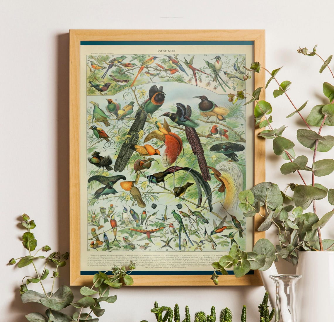 Adolphe Millot Bird Poster – Vintage Ornithology Poster, Unframed ...