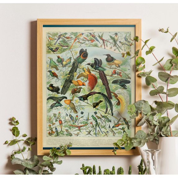 Adolphe Millot Bird Poster – Vintage Ornithology Poster, Unframed ...
