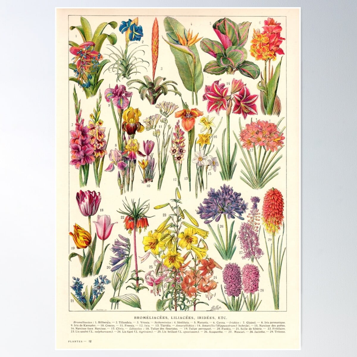 Adolphe Millot - Bromeliacees - Liliacees - French Vintage Botanical ...