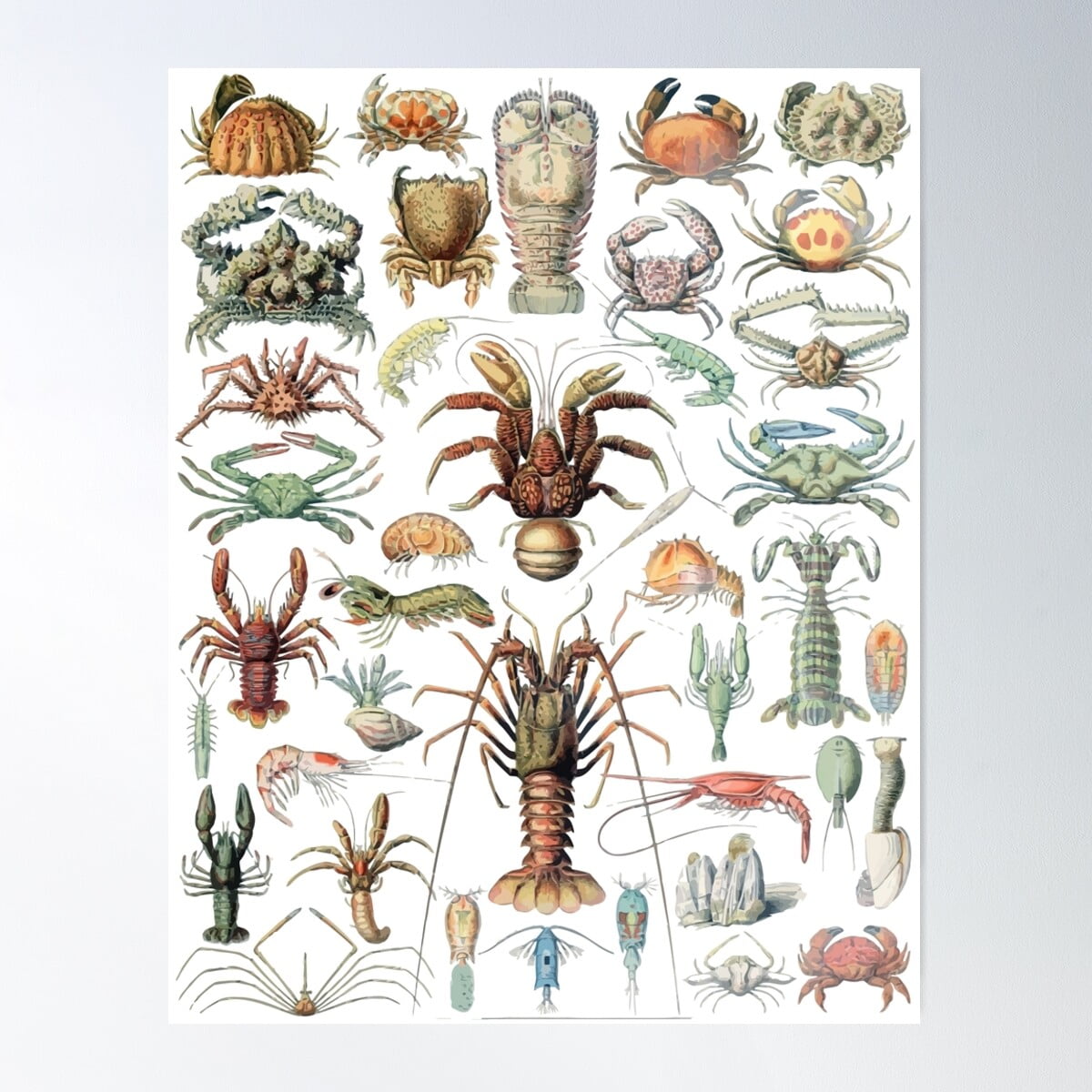 Adolphe Millot Crustaces Crustacean Lobster Crab Poster Wall Art ...