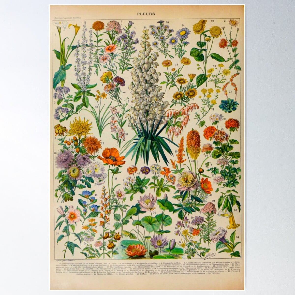 Adolphe Millot - Fleurs B Poster Wall Art Modern Wall Decor For Living ...
