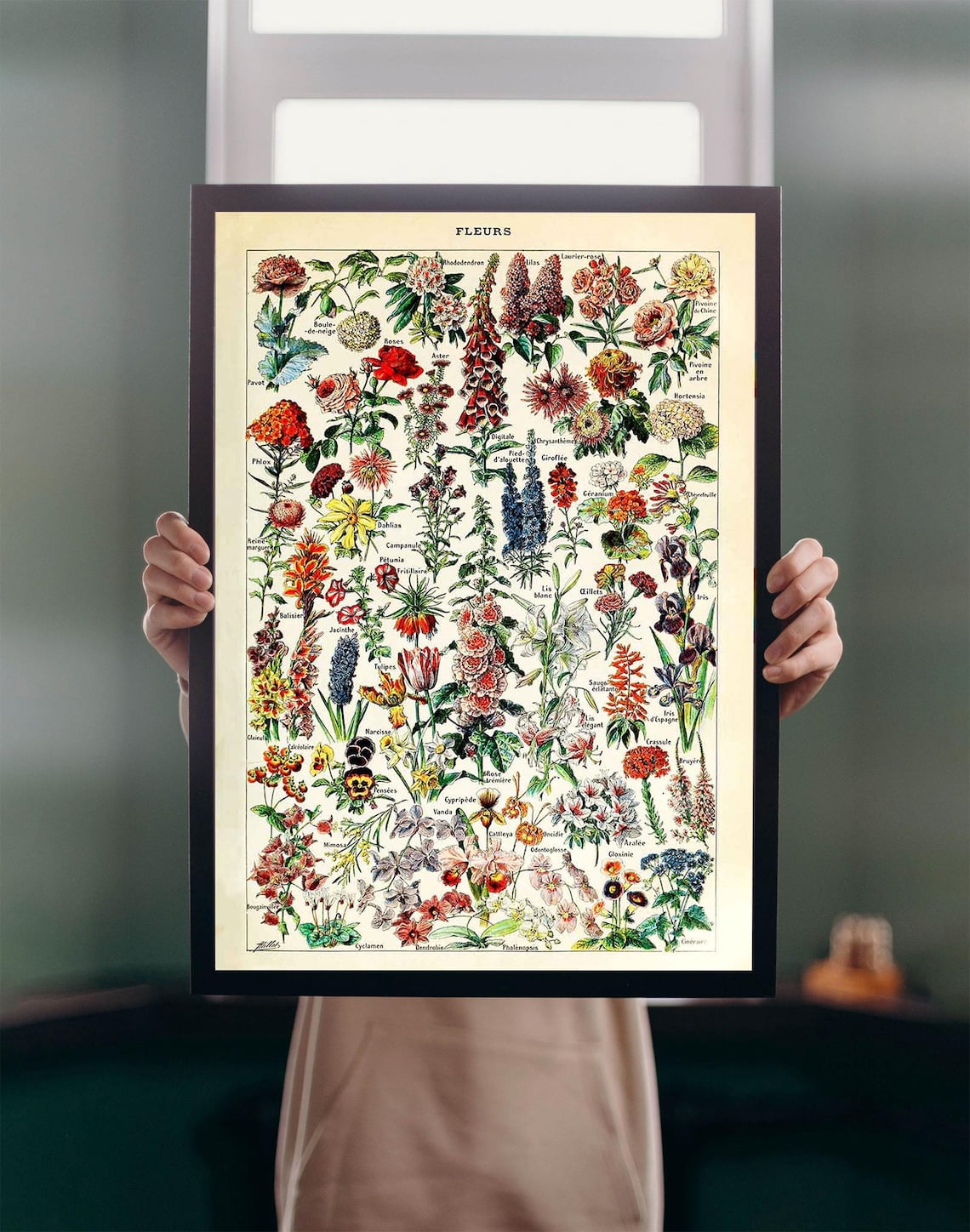 Adolphe Millot Floral Illustration Art Print, Unframed Paper Poster ...