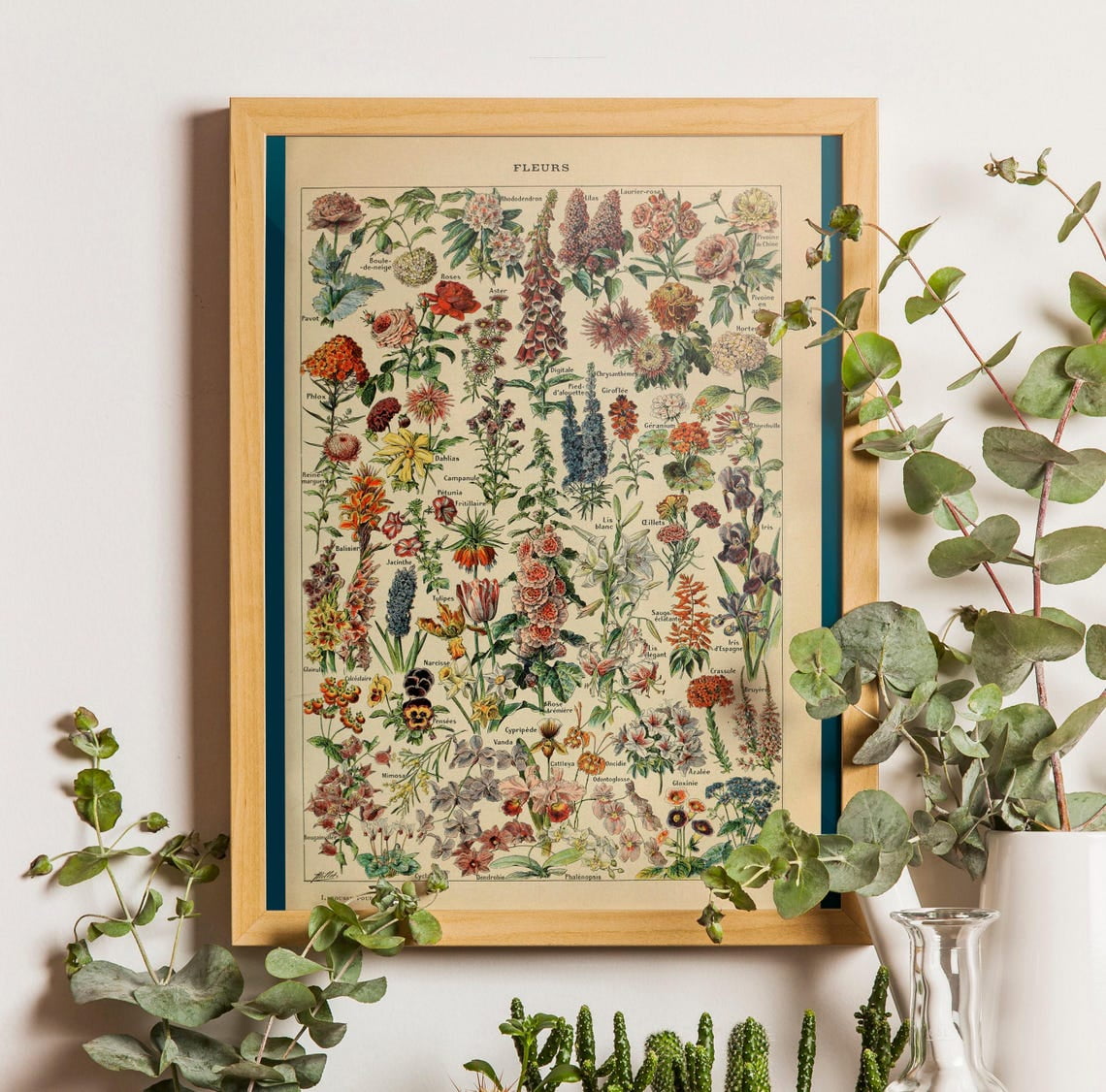 Adolphe Millot Flower Poster – 1909 Botanical Illustration, Stretched ...