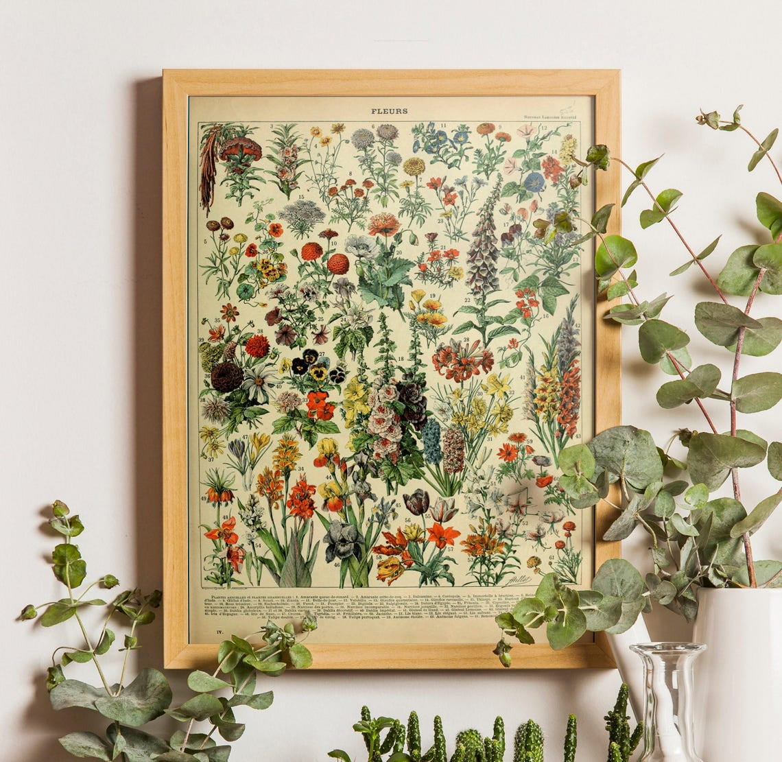 Adolphe Millot Flower Poster, Vintage Botanical Illustration, Unframed ...