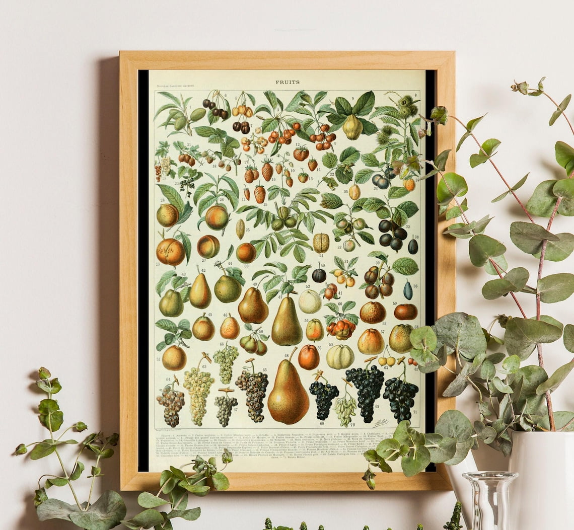 Adolphe Millot Fruits Chart, Vintage Botanical Art Poster, Unframed ...