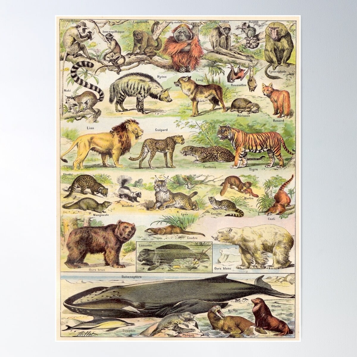 Adolphe Millot Mammals Larousse Encyclopedia Vintage Scientific ...