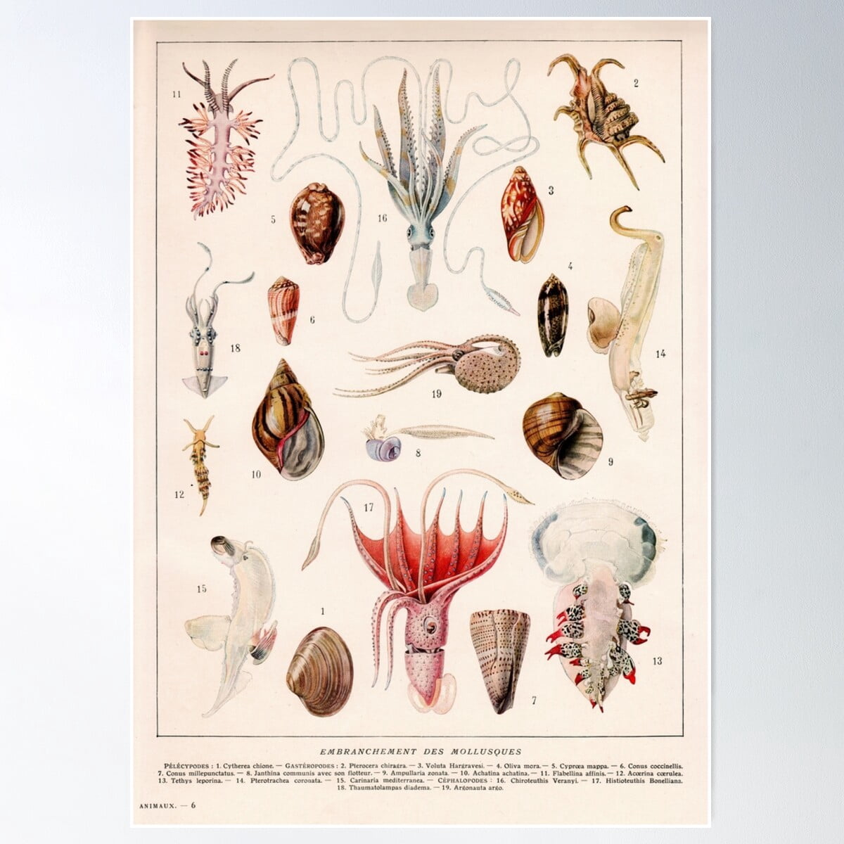 Adolphe Millot - Mollusques 01 - French Vintage Zoology Illustration ...